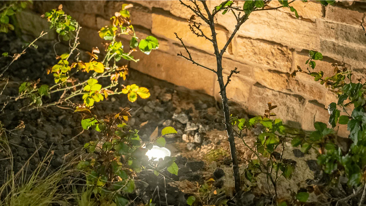 How to Uplight Trees in Your Landscape